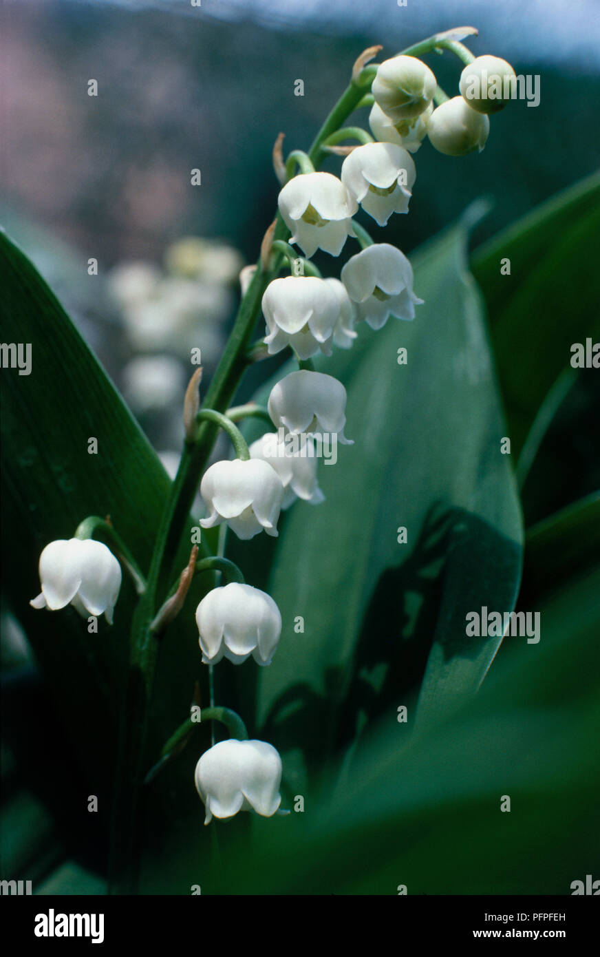 Slender stem hi-res stock photography and images - Alamy