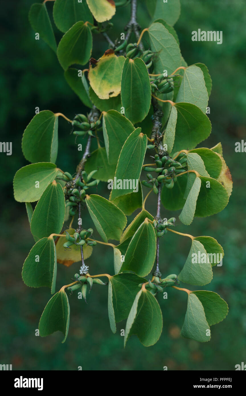 Cluster pendulous hi-res stock photography and images - Alamy