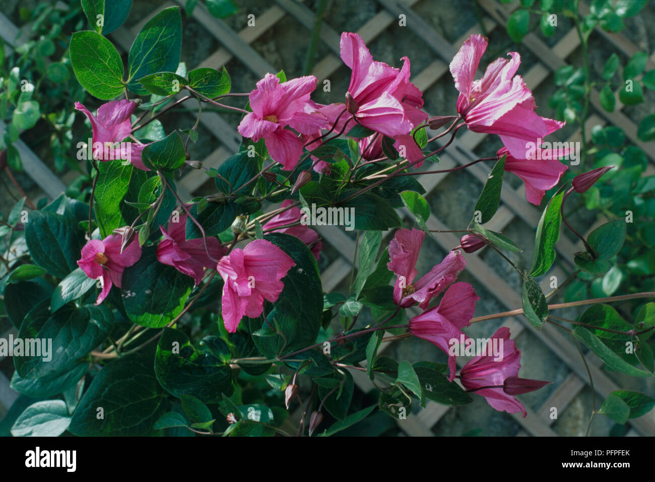Clematis 'Alionushka', pink flowers, and green leaves, trained through ...