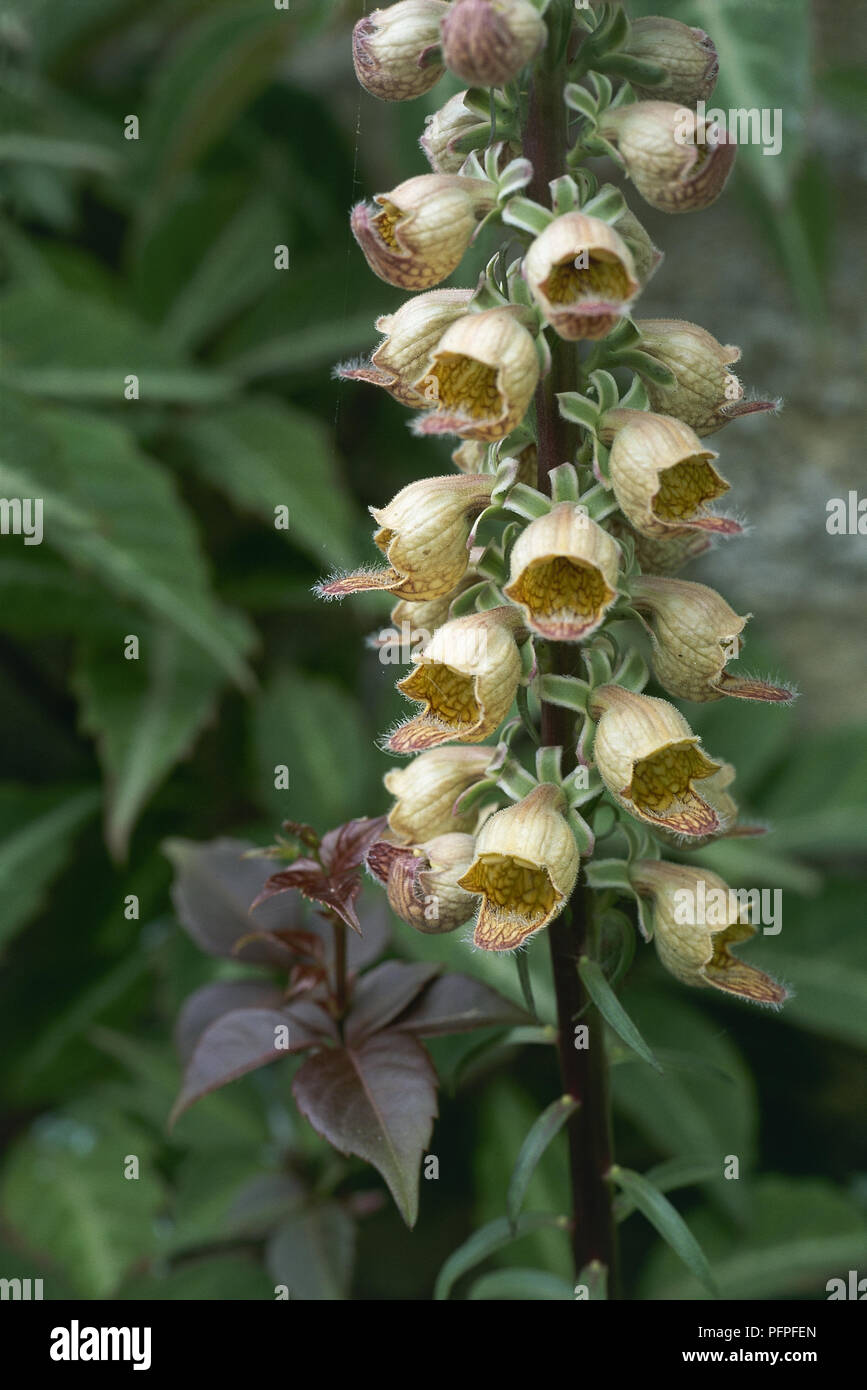 Digitalis ferruginea (Rusty foxglove), flowers, close-up Stock Photo ...