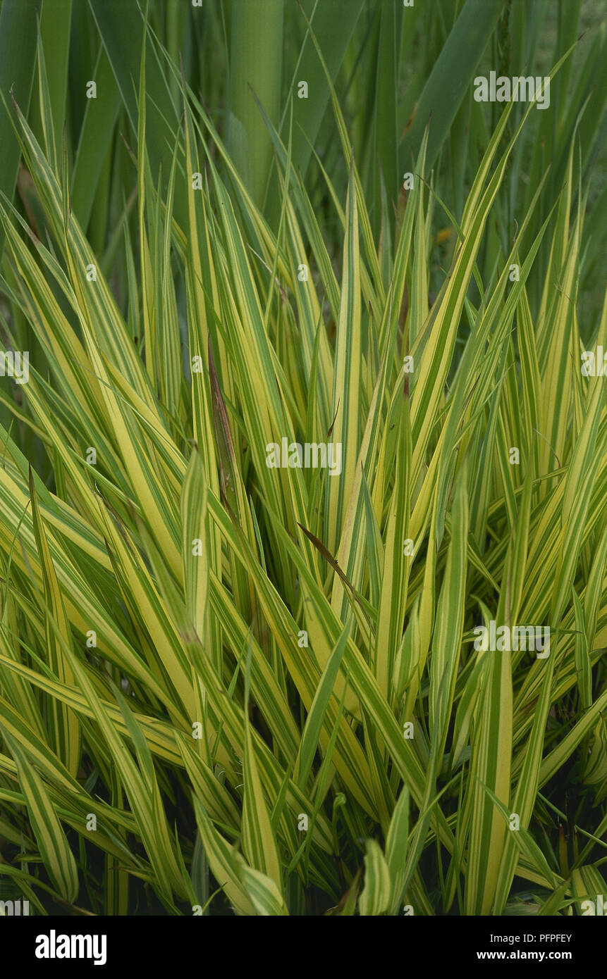 Japanese forest grass hi-res stock photography and images - Alamy
