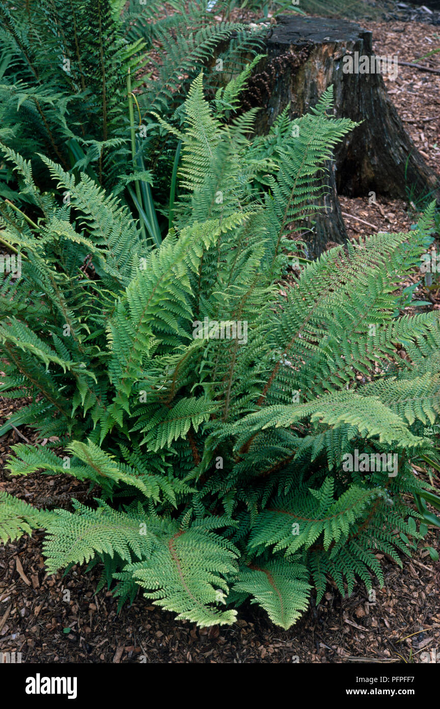 Polystichum setiferum (Soft Shield Fern), evergreen fern. close-up ...