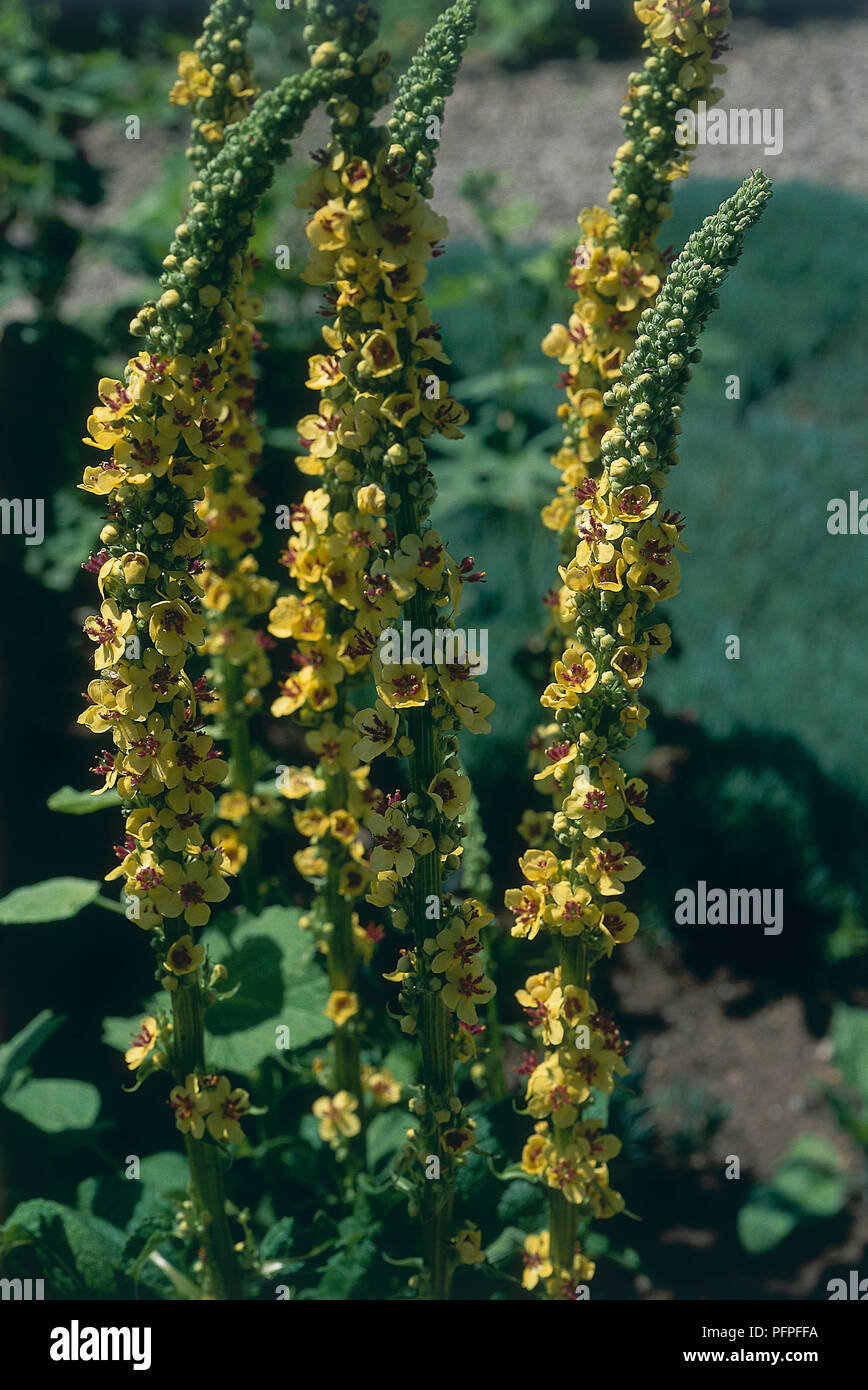 Verbascum nigrum (Dark Mullein), with abundance of yellow saucer-shaped ...