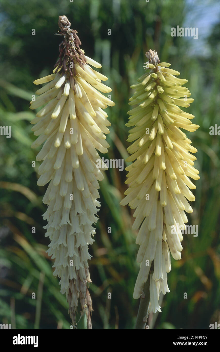 Kniphofia 'Little Maid' (Torch Lily) with upright spikes of yellow ...