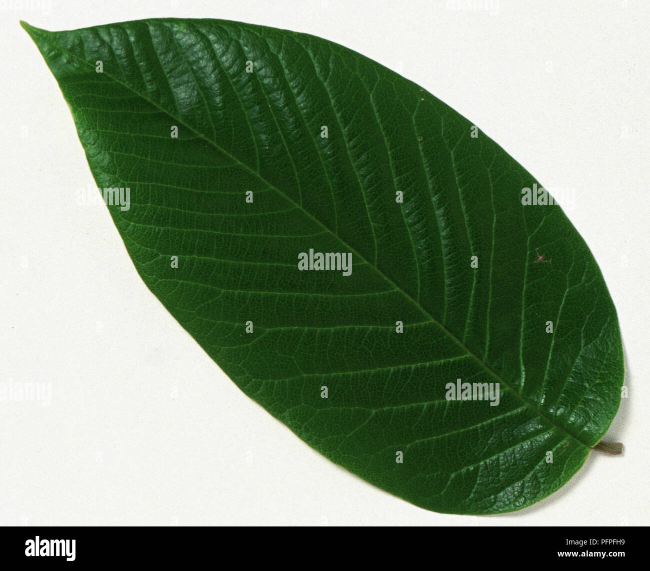 Leaf object hi-res stock photography and images - Alamy