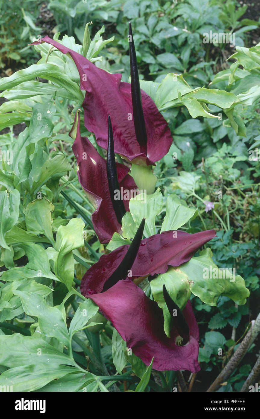 Dracunculus Vulgaris