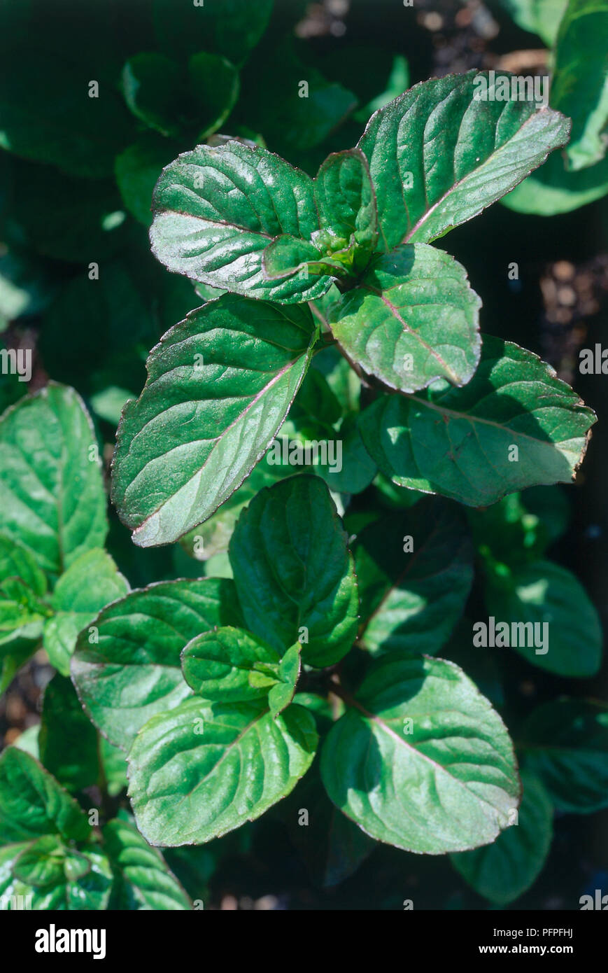 Eau de cologne hi-res stock photography and images - Alamy