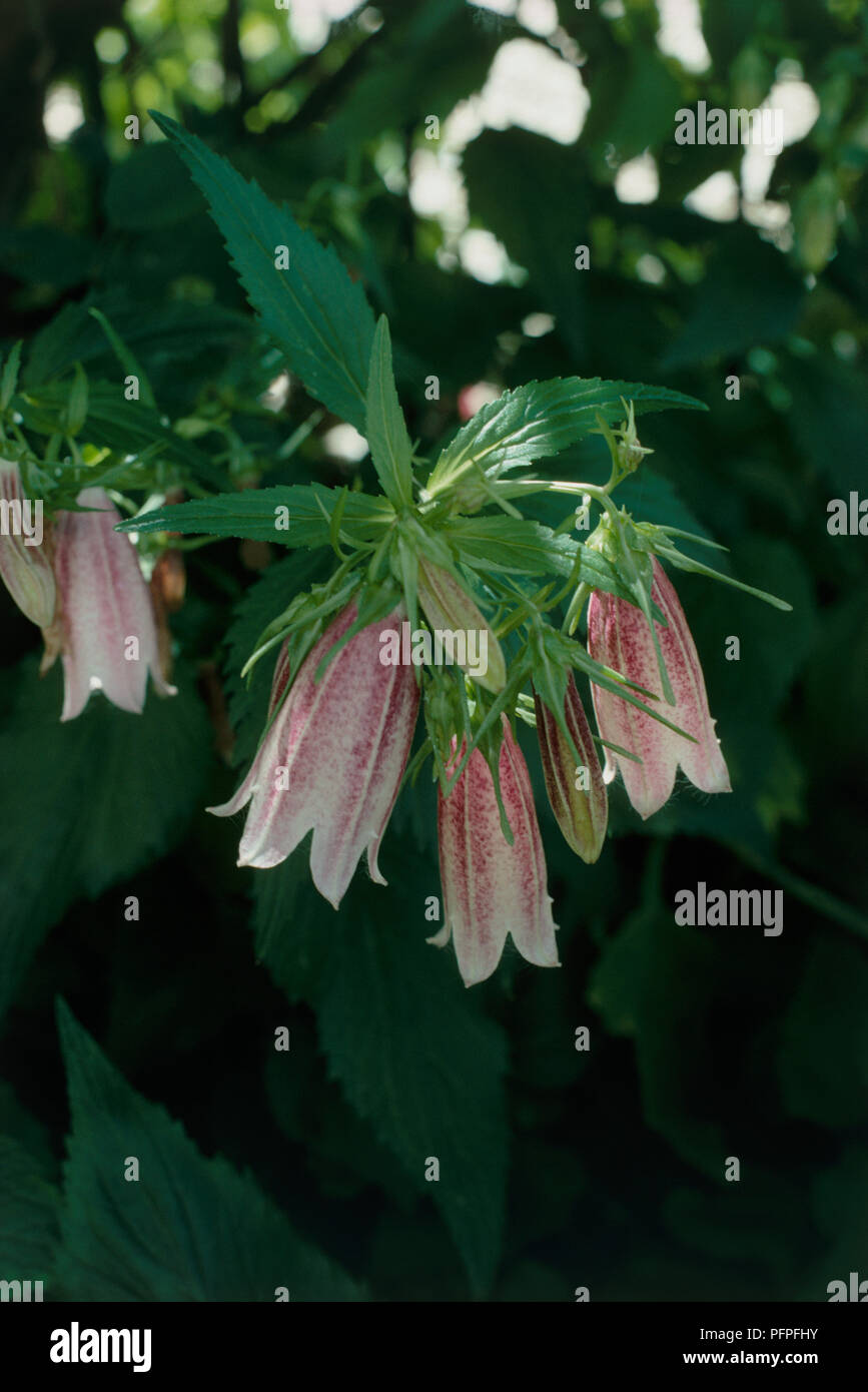 Drooping stem hi-res stock photography and images - Alamy