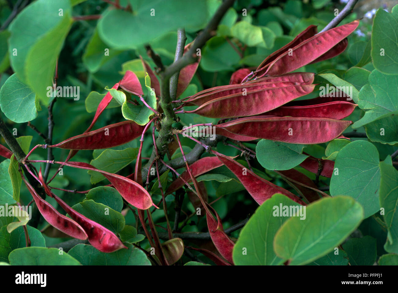 Cercis siliquastrum (Judas Tree), long, flat red pods and green leaves ...