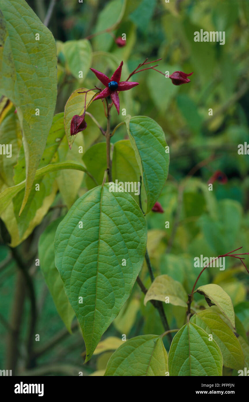 Calyces hi-res stock photography and images - Alamy