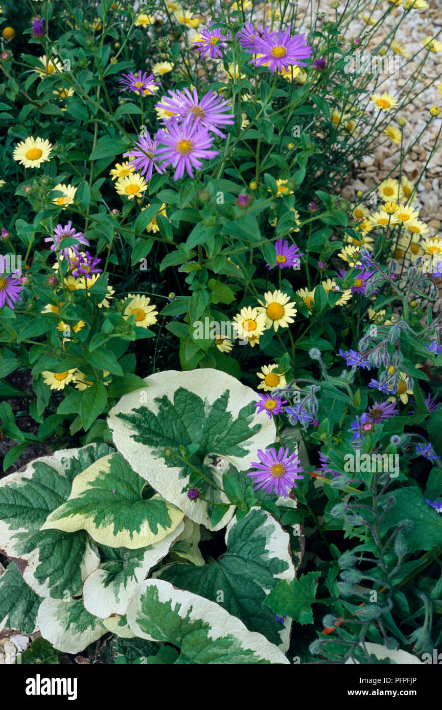 Purple, yellow and blue flowers in a garden, including Aster x ...