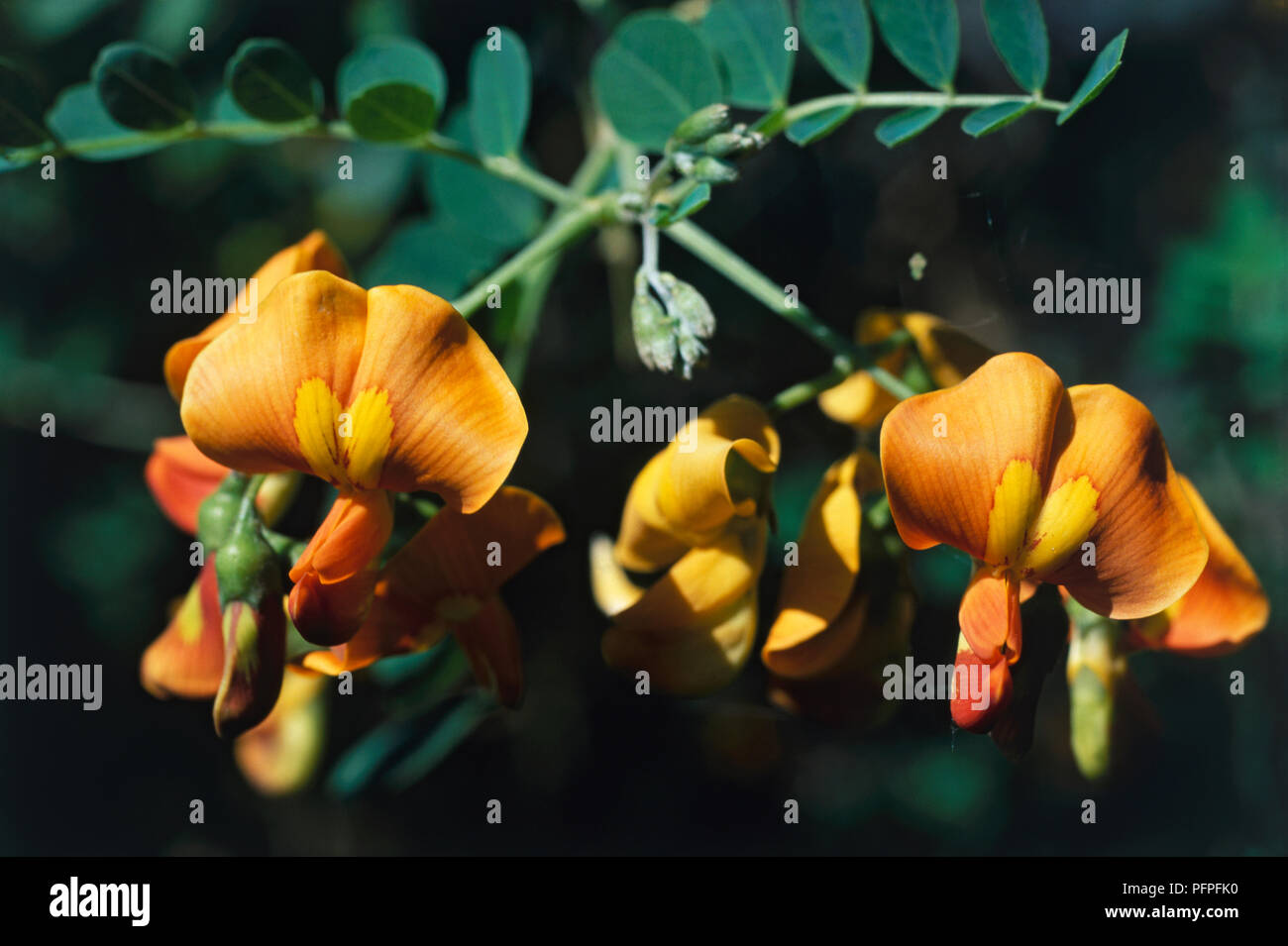Unfurled flowers hi-res stock photography and images - Alamy