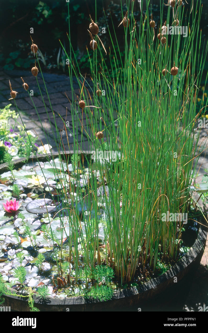 Typha Minima (Dwarf Bulrush) in ornamental barrel pond in domestic ...