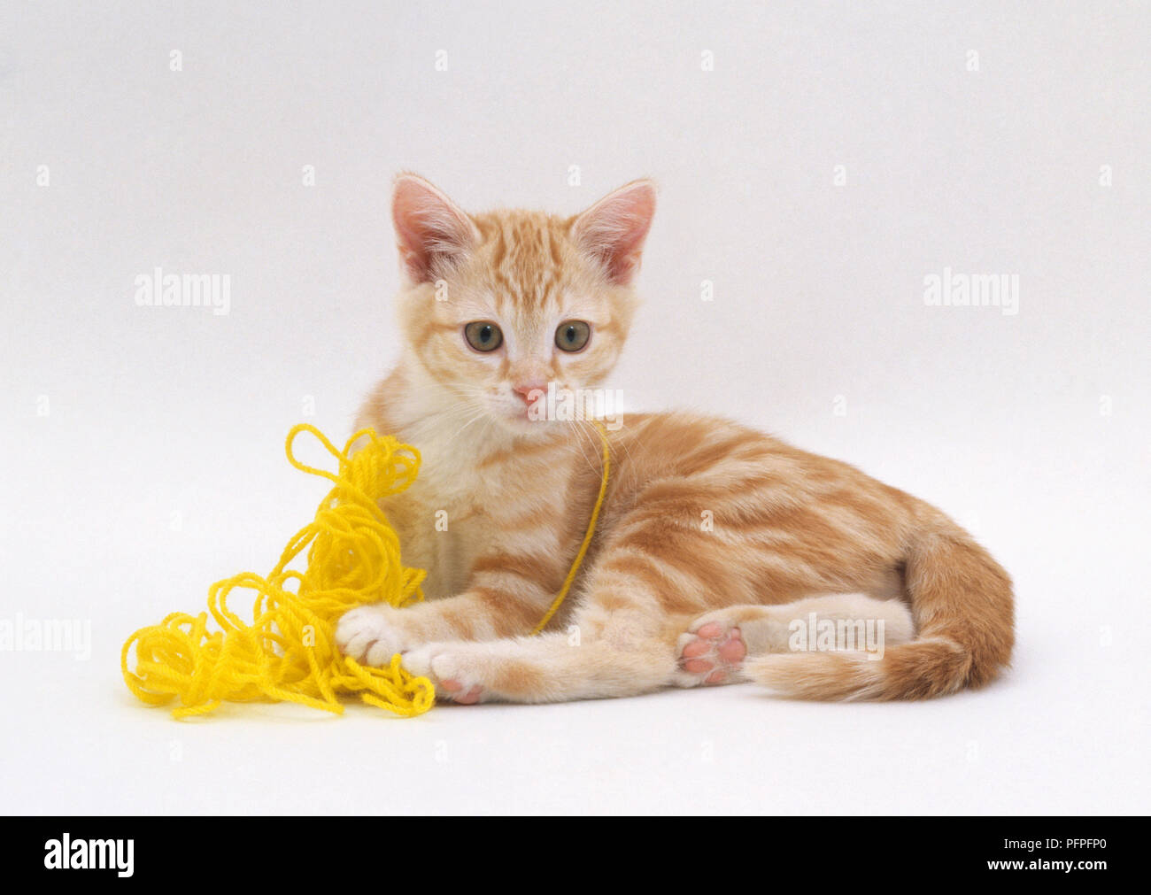Ginger tabby kitten playing with tangled yellow wool Stock Photo - Alamy