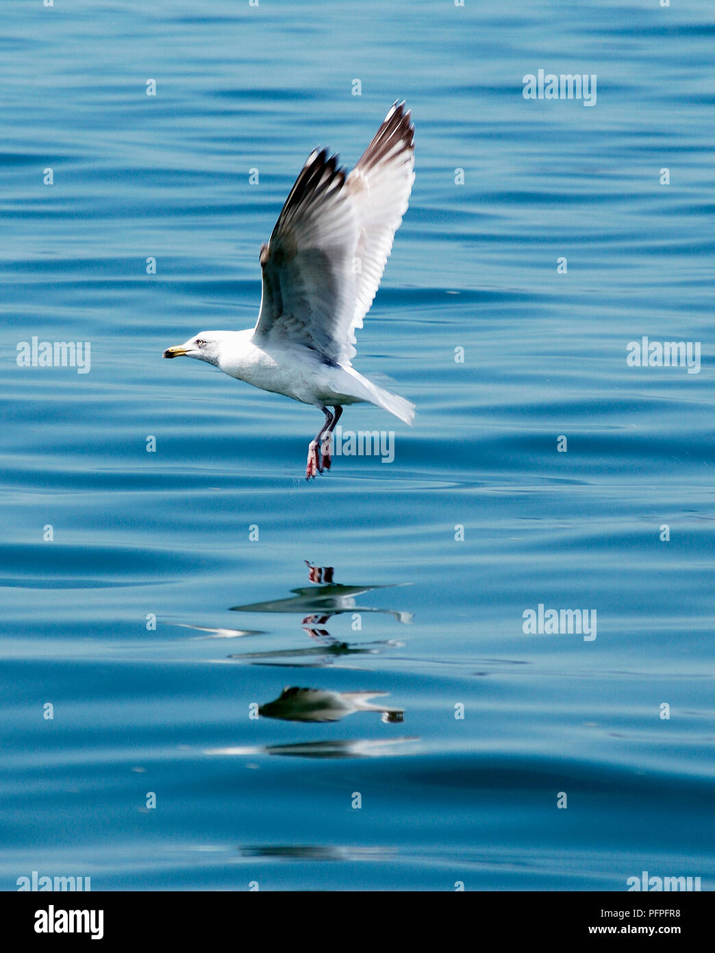 Raised basin hi-res stock photography and images - Alamy