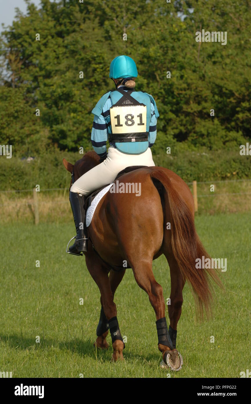Female cross country rider on chestnut horse, wearing number 181 on ...