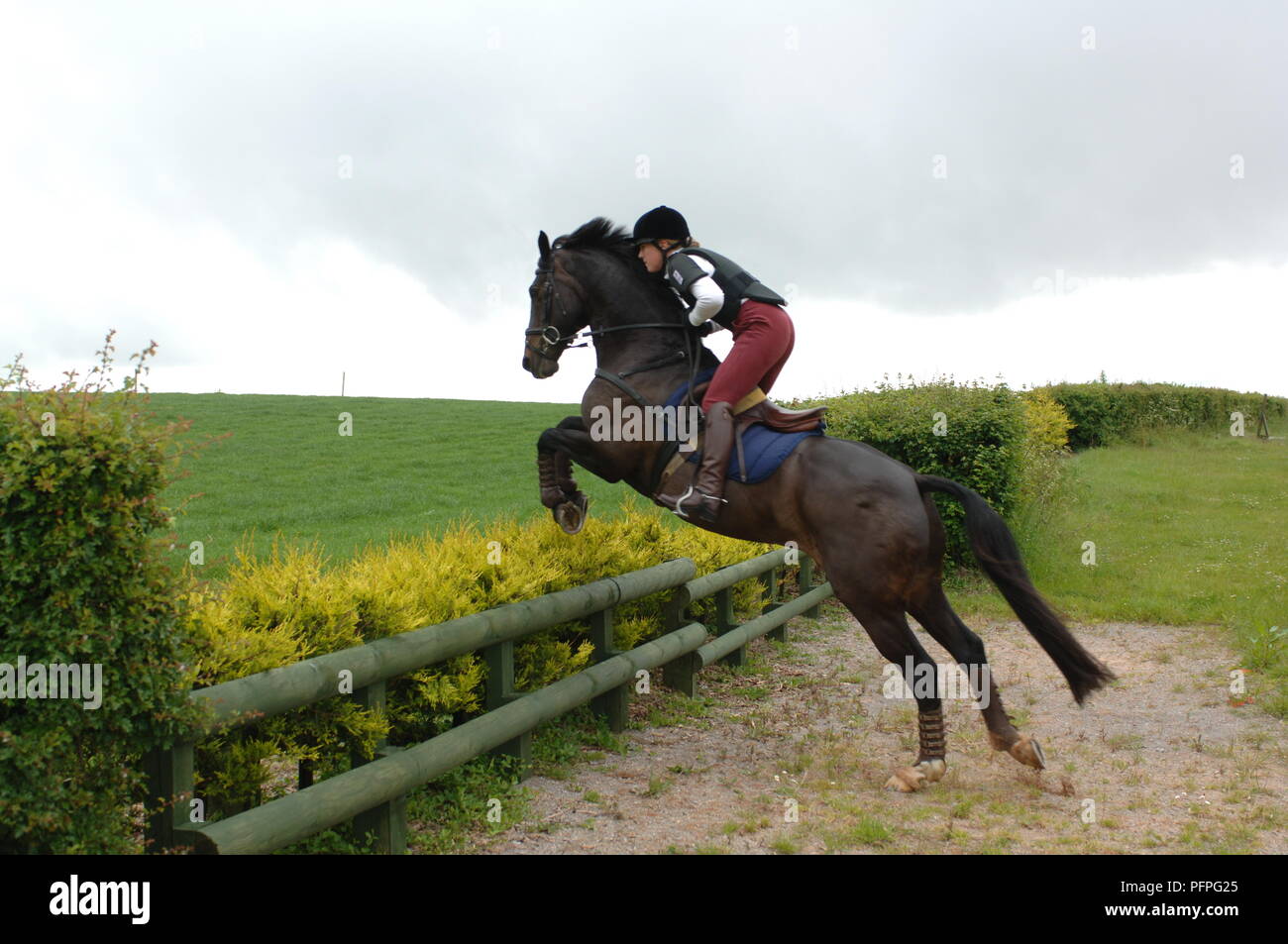 Young woman riding horse over log and hedge jump on equestrian cross ...