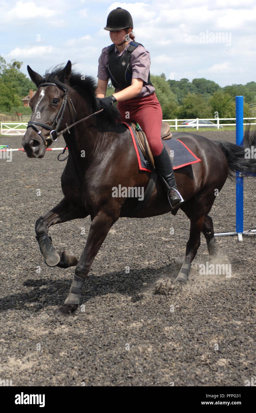 Young woman riding bay pony at speed in paddock Stock Photo - Alamy