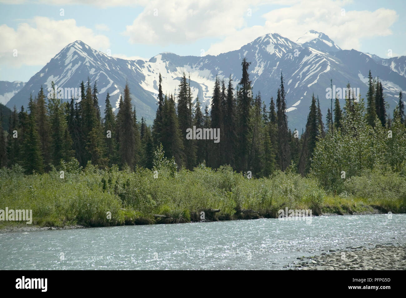 USA, Alaska, Kenai Peninsula, Seward Highway, lush spruce forest lining ...