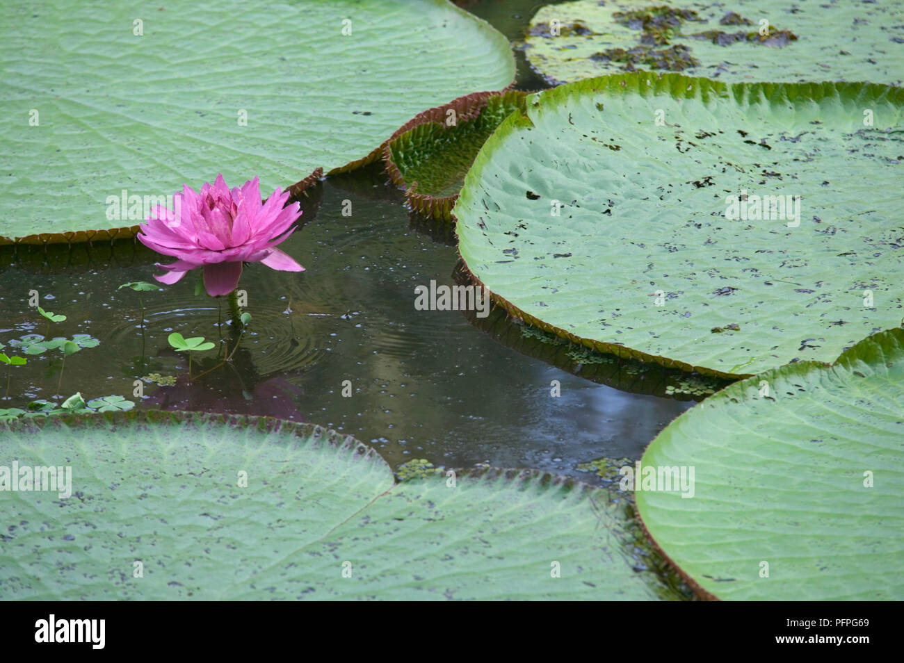 Pink Victoria amazonica (Water Lily) and large lily pads in lake Stock ...