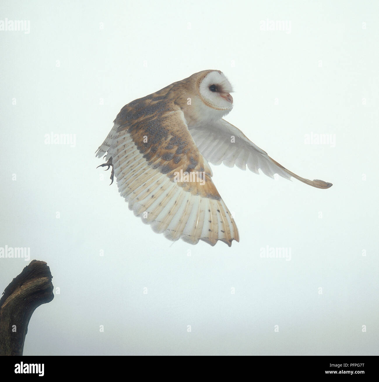 Barn Owls In Flight