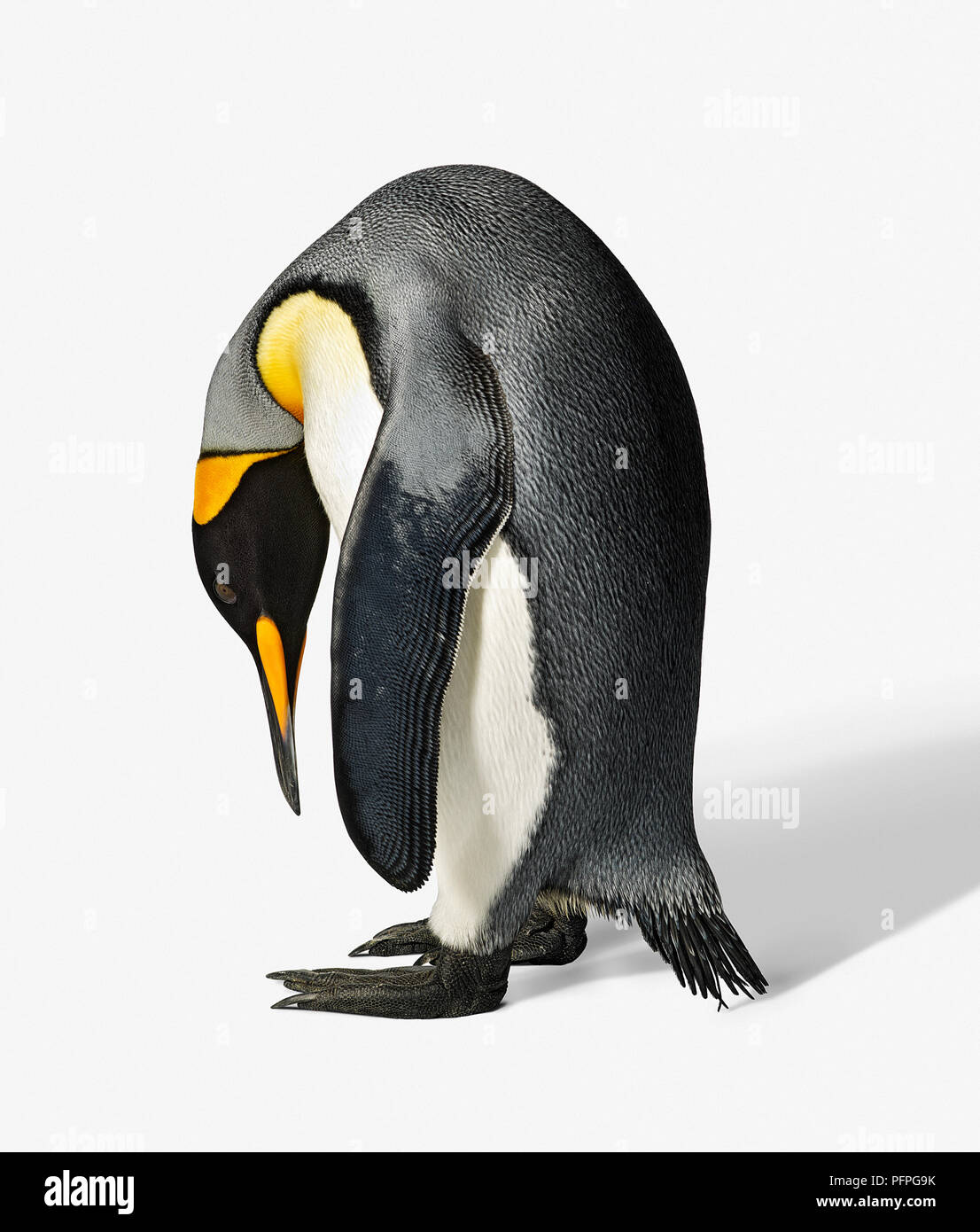 Bowing to king hi-res stock photography and images - Alamy