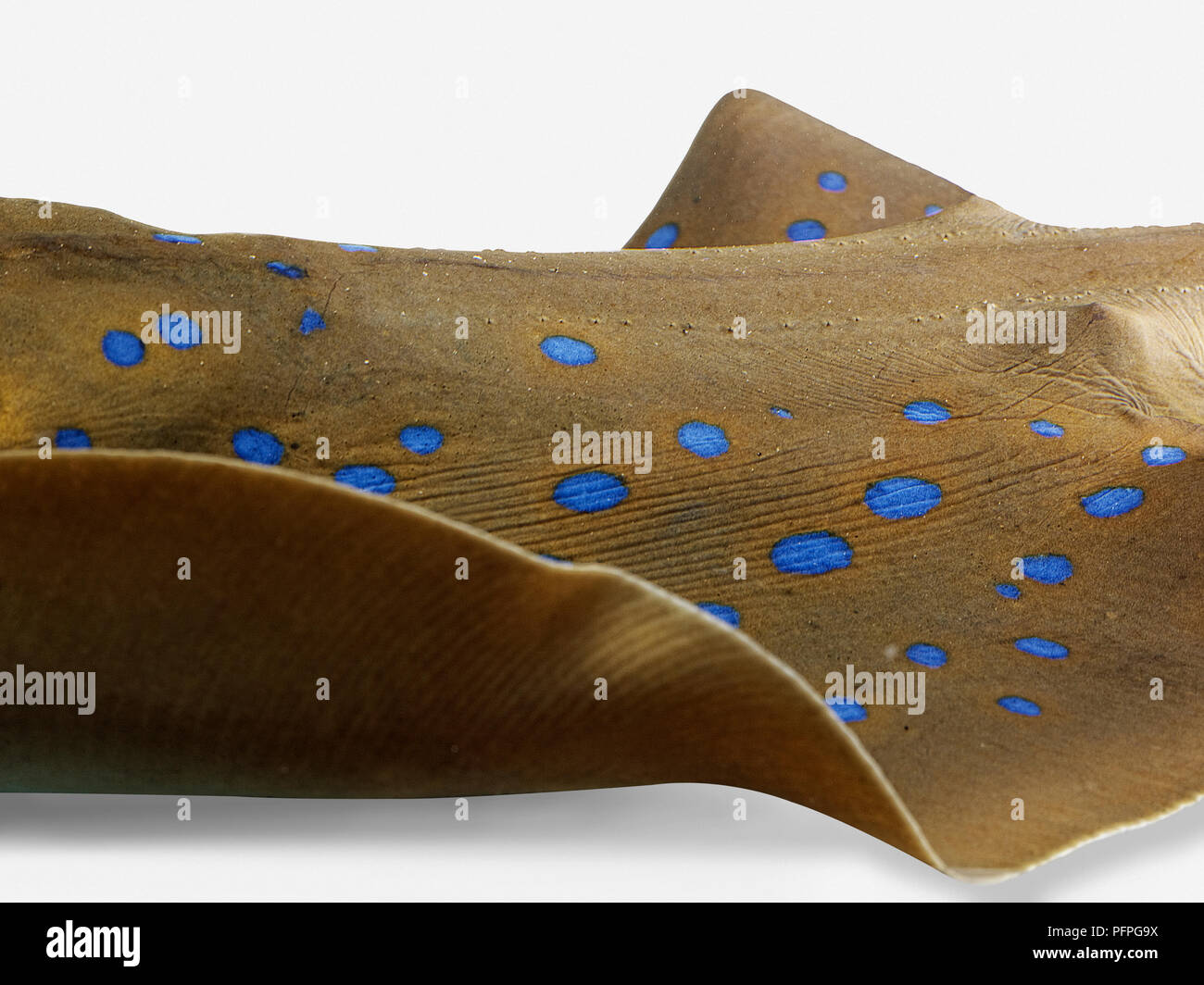 Blue-spotted ribbontail ray (Taeniura lymma), mid section Stock Photo ...