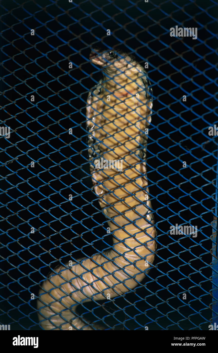 Cobra behind wire mesh at snake farm in Mekong Delta Stock Photo - Alamy