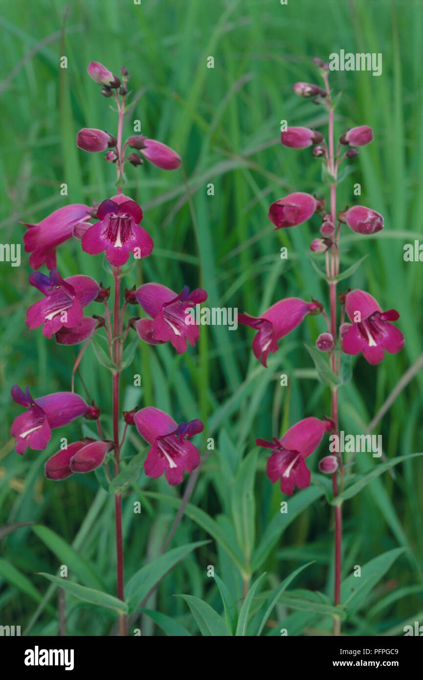 Penstemon 'Burgundy' (Beard-tongue), flowers on long stems, close-up ...
