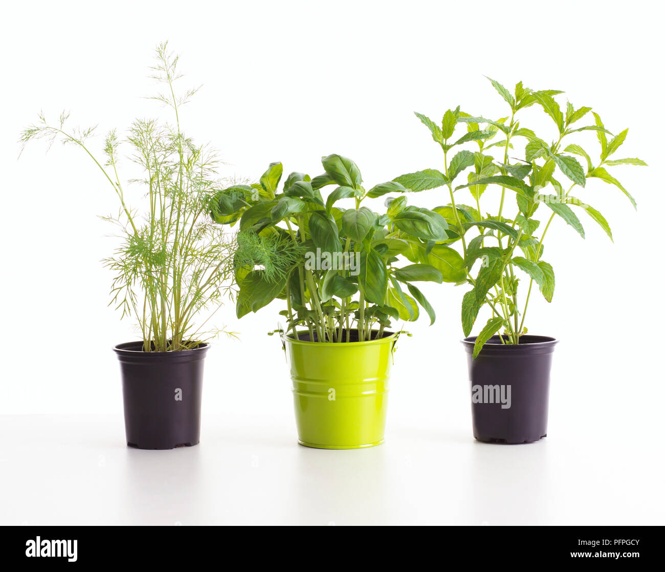 Three plant hi-res stock photography and images - Alamy