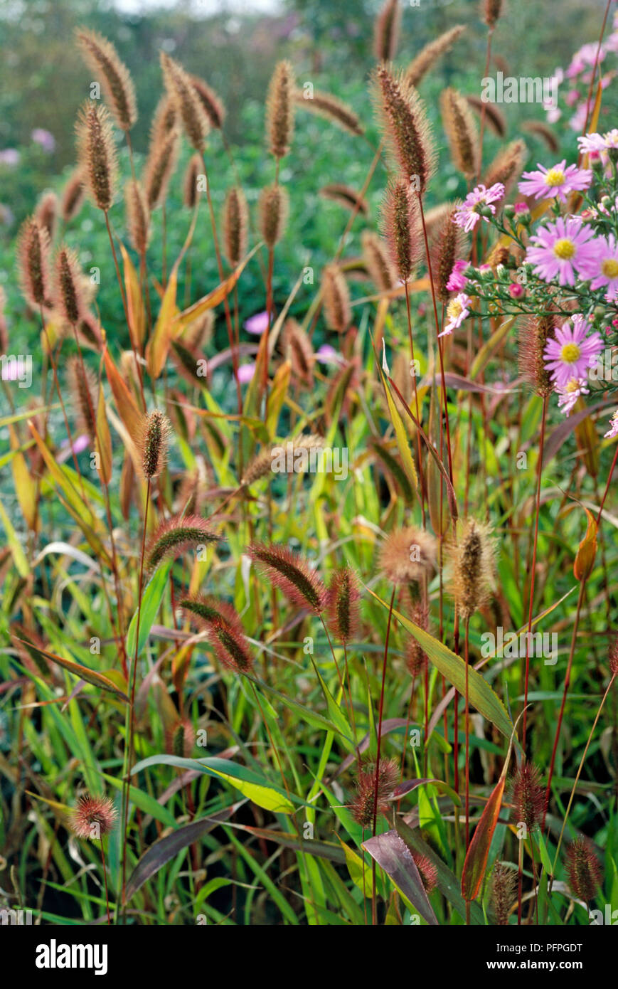 Setaria viridis var. major, grass red-brown with inflorescence on tall ...