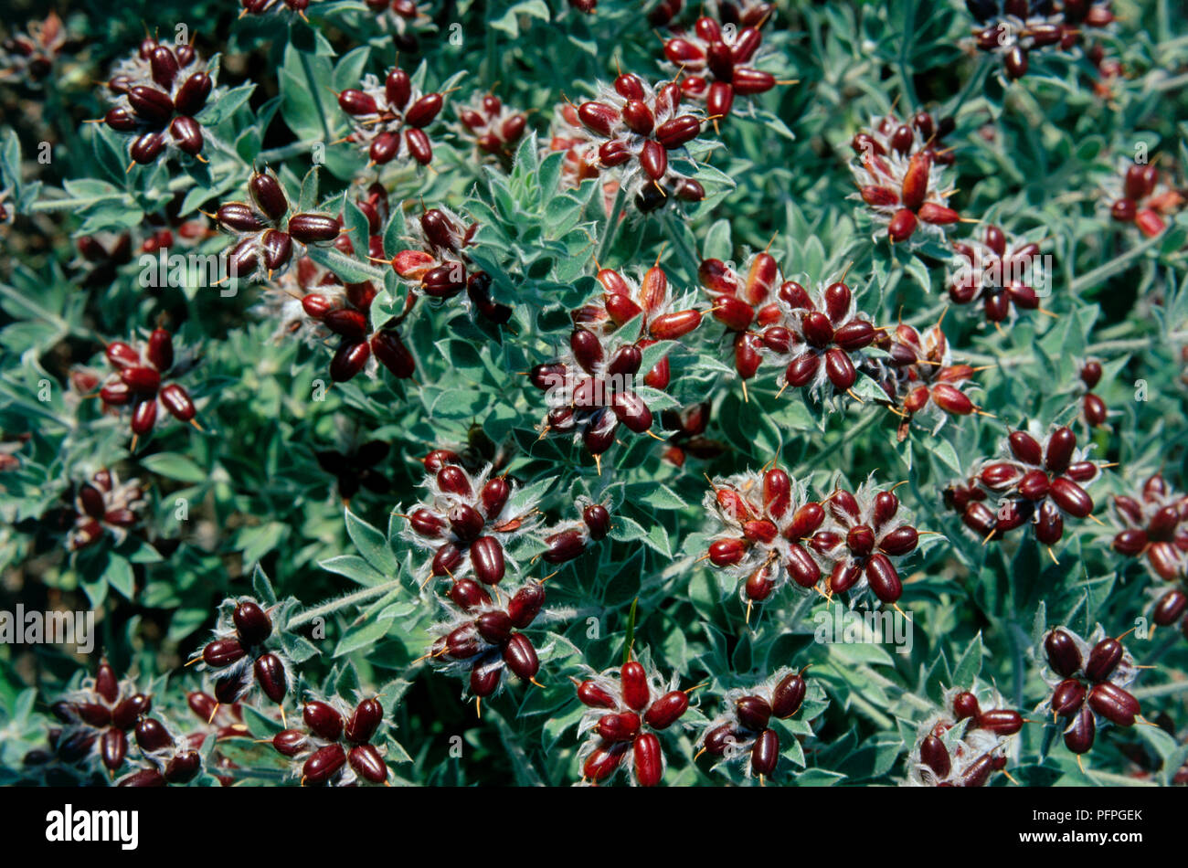 Lotus hirsutus (Hairy canary clover), abundance of deep red seed pods ...