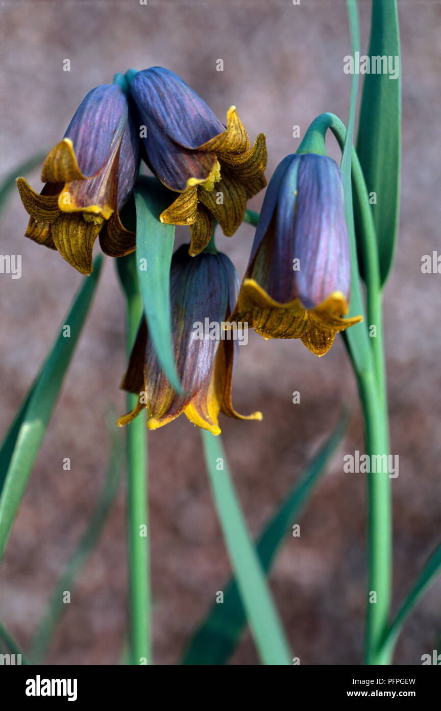 Tubular flowers hi-res stock photography and images - Alamy