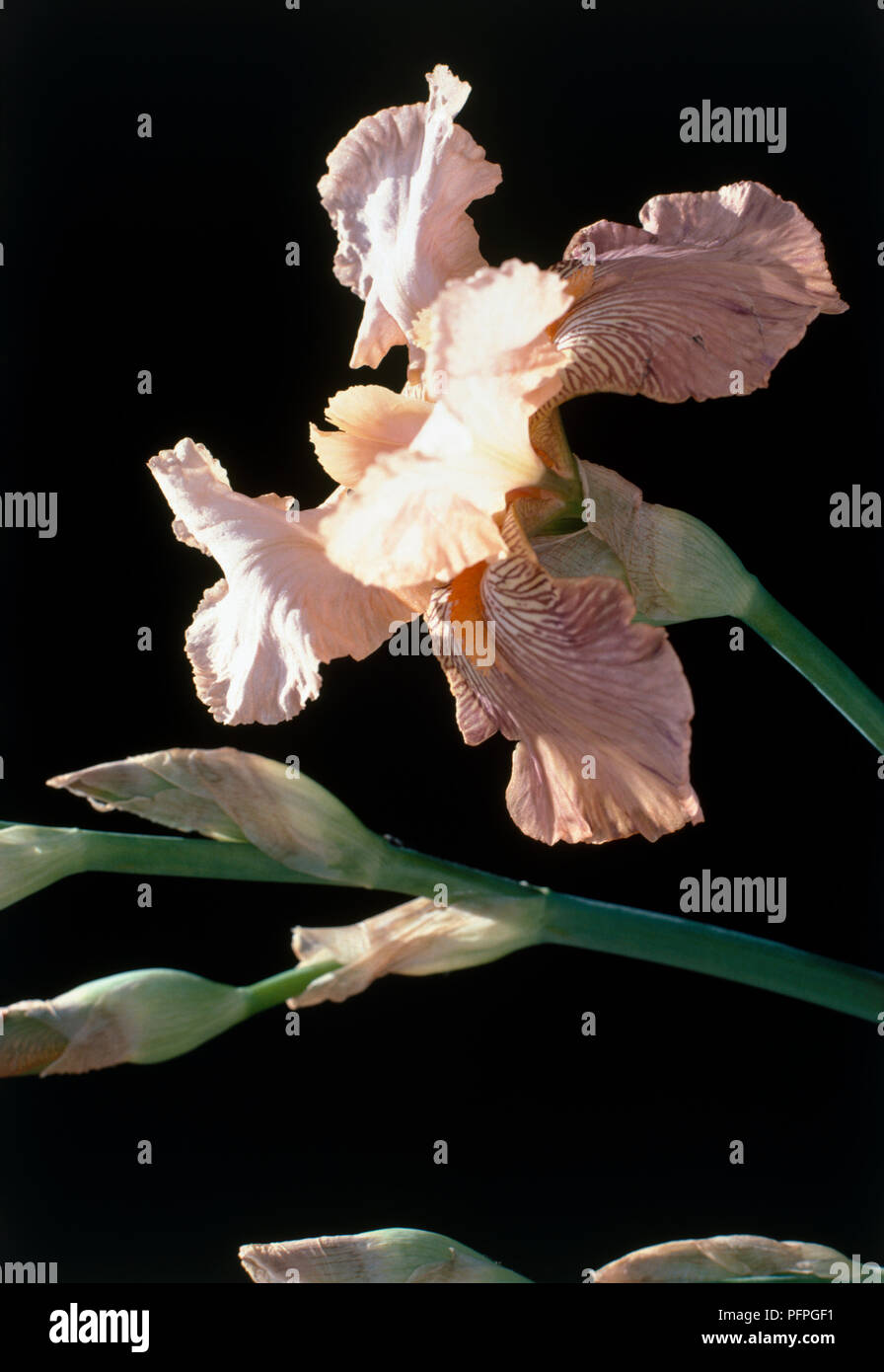 Light apricot colour hi-res stock photography and images - Alamy