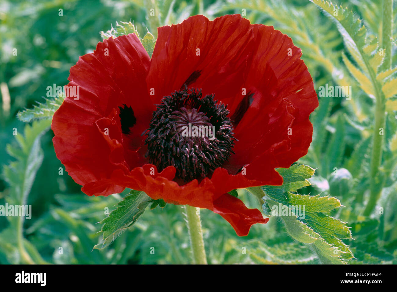 Goliath group hi-res stock photography and images - Alamy