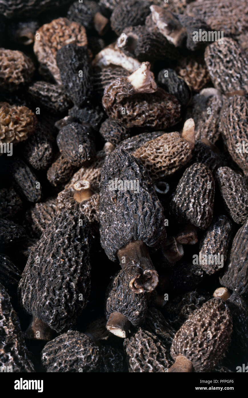 Alaska mushrooms hi-res stock photography and images - Alamy