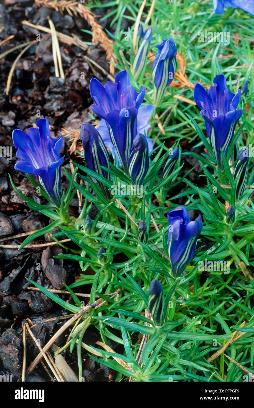 Unfurled flowers hi-res stock photography and images - Alamy