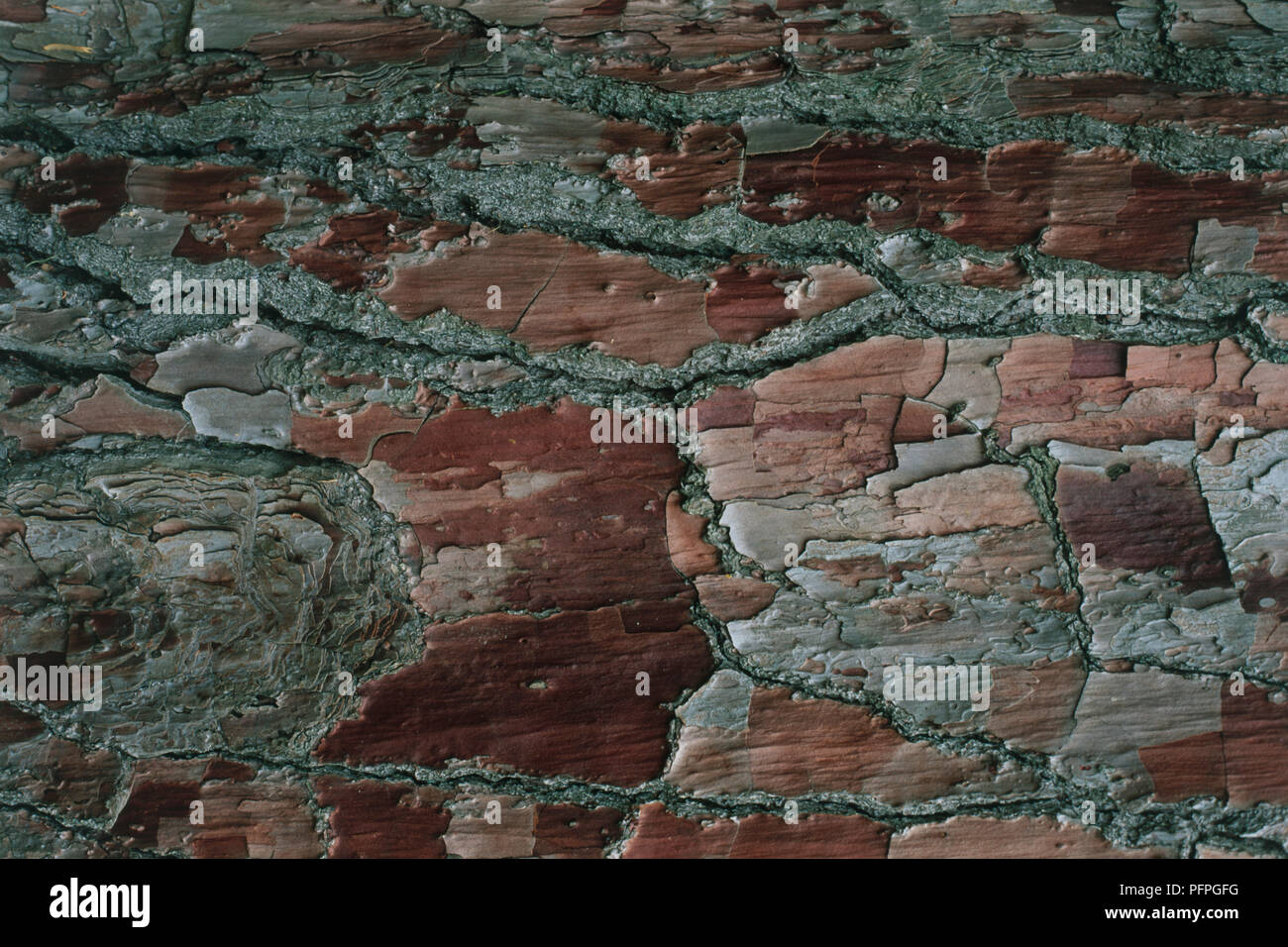 Pinus pinaster (Maritime pine), bark, close-up Stock Photo - Alamy