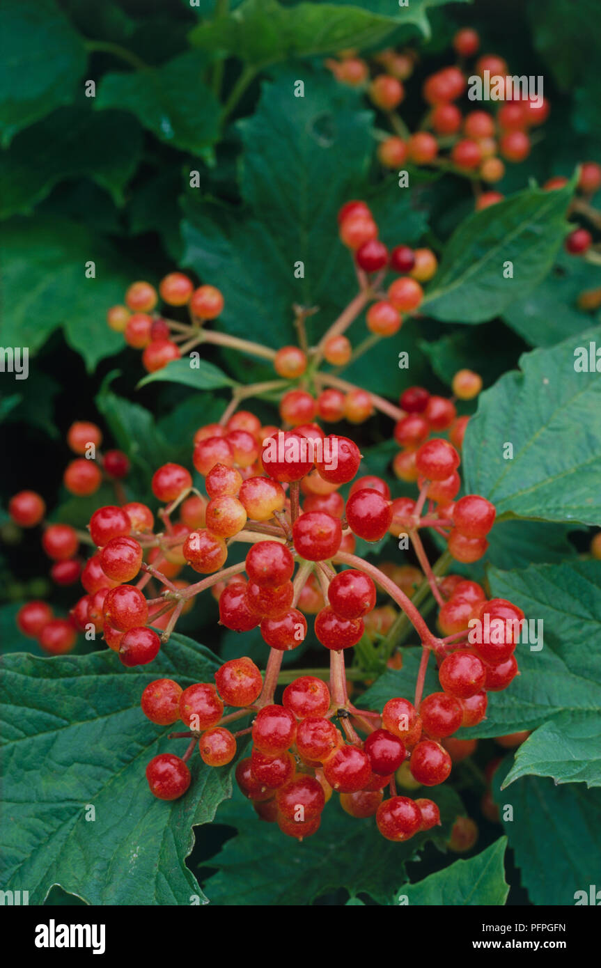 Viburnum opulus 'Compactum' (Guelder Rose) with edible red fruits ...