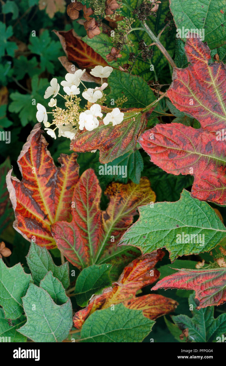 Hydrangea quercifolia (Oakleaf hydrangea), white flowers and red and ...