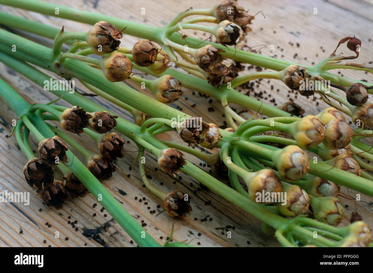 Primula japonica 'Postford White' (Japanese primrose), dried and drying ...