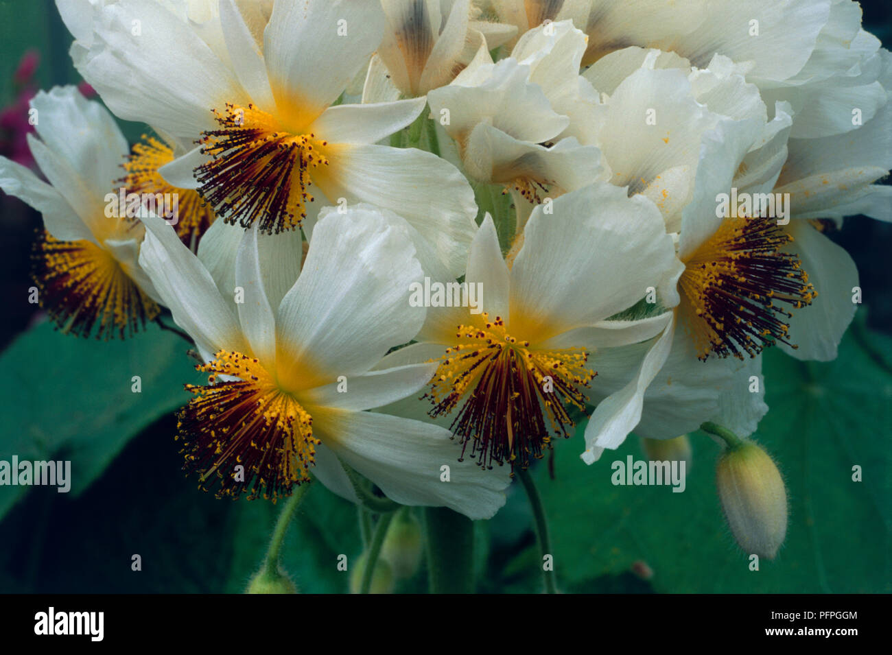 Sparrmannia africana (African Hemp) with cluster of white flowers ...