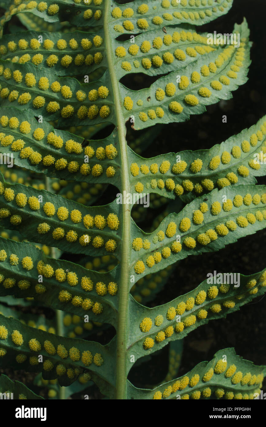 Polypodium vulgare, fern showing underside of leaf with numerous round ...