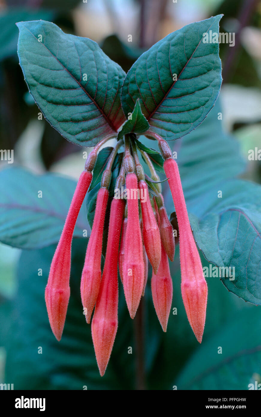 Fuchsia 'Thalia' Triphylla Group, unfurled red flower buds, and green ...