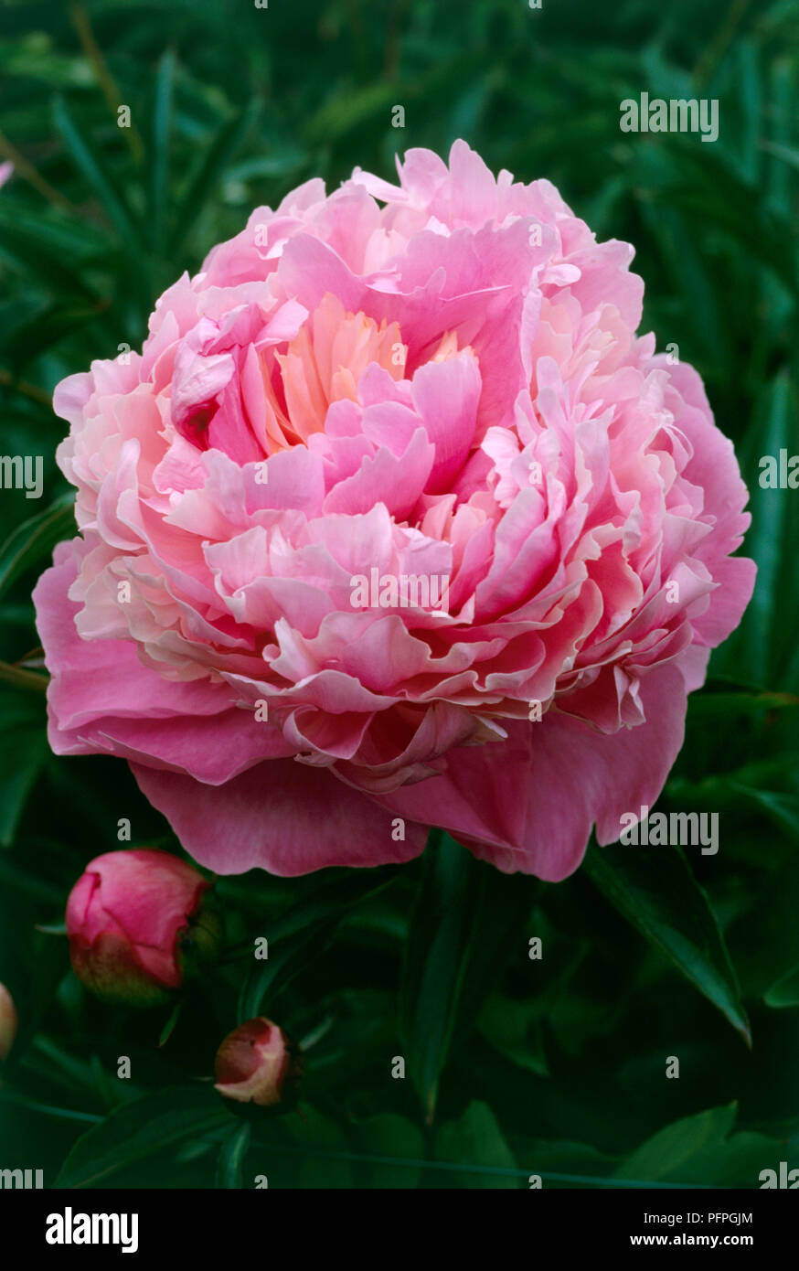 Chinese peony hi-res stock photography and images - Alamy