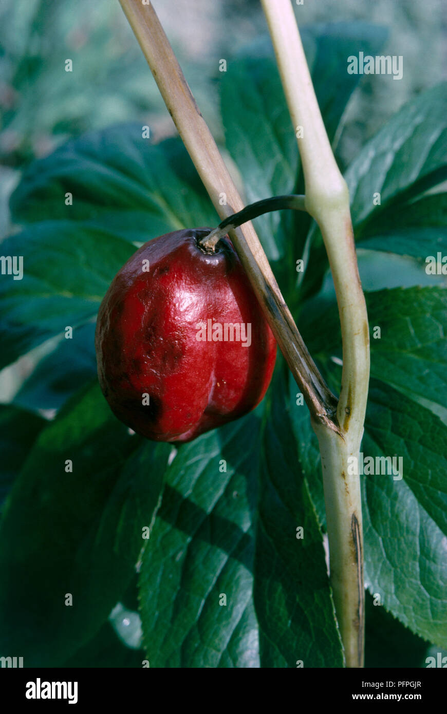 Himalayan may apple hi-res stock photography and images - Alamy