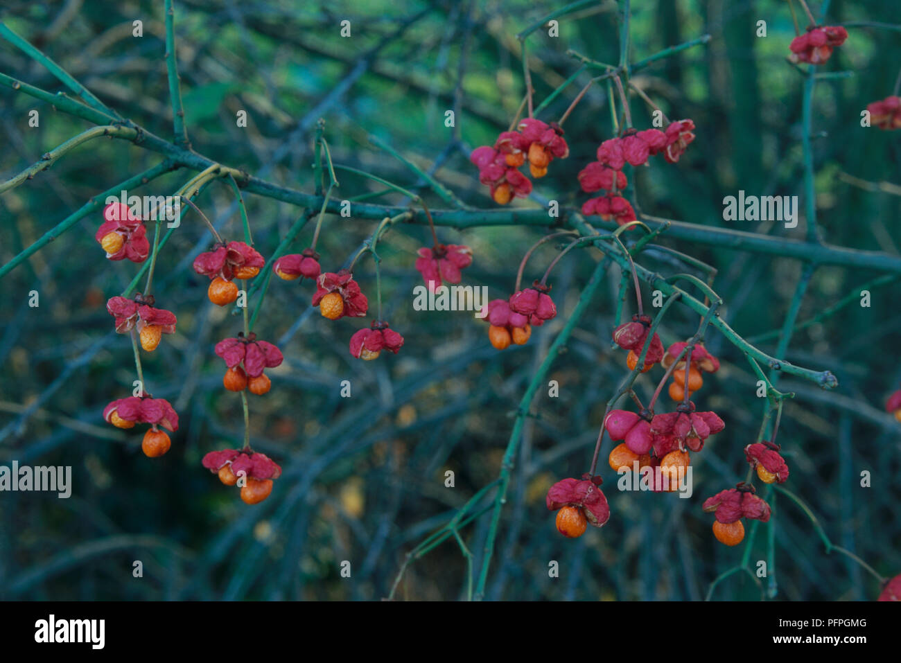 Euonymus europaeus (European spindle tree, Common spindle tree), fruits ...