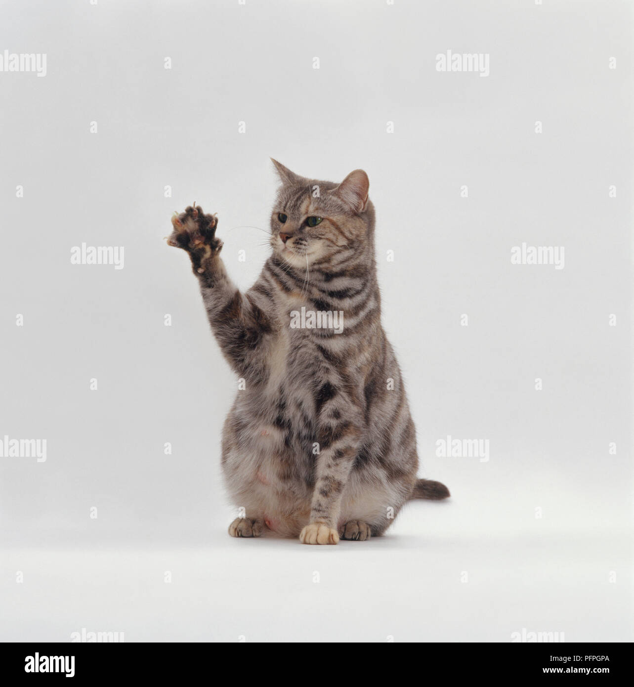 Sitting paw raised hi-res stock photography and images - Alamy
