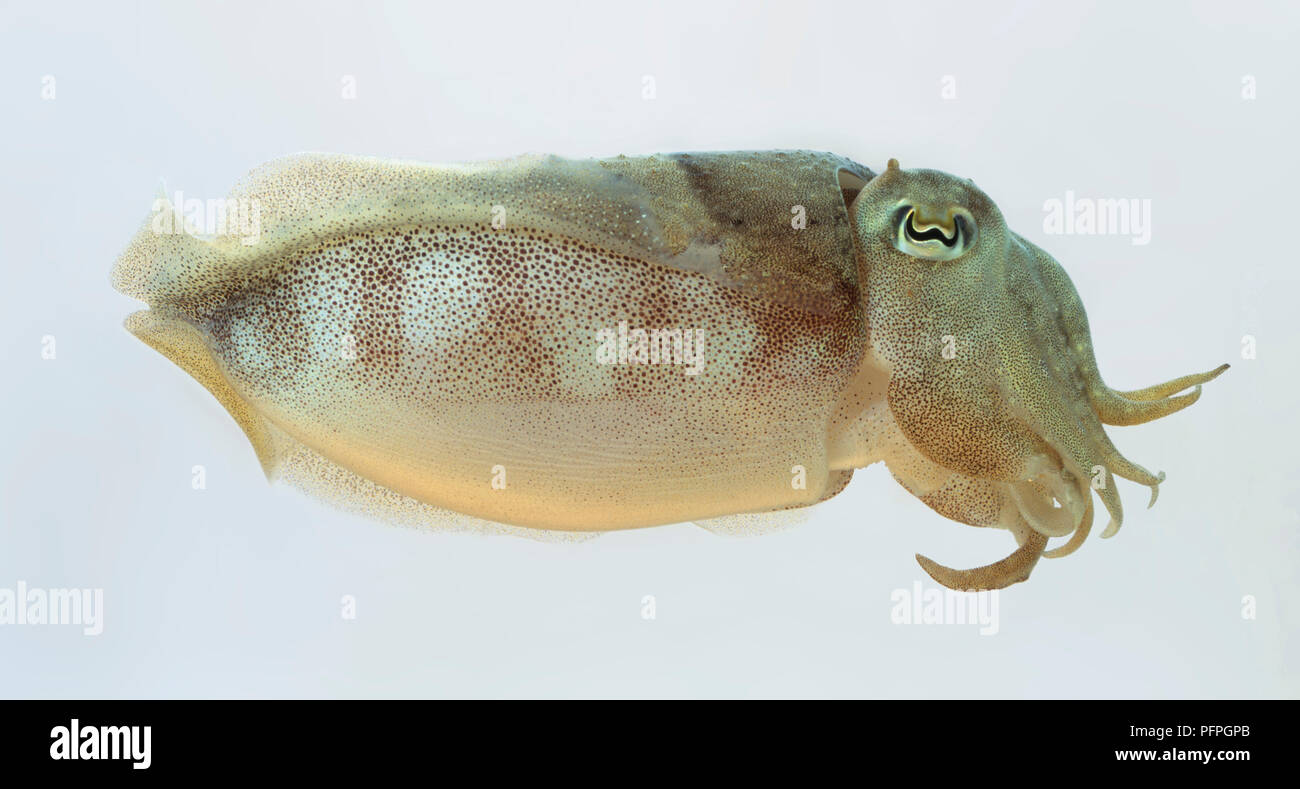 Cuttlefish cut hi-res stock photography and images - Alamy