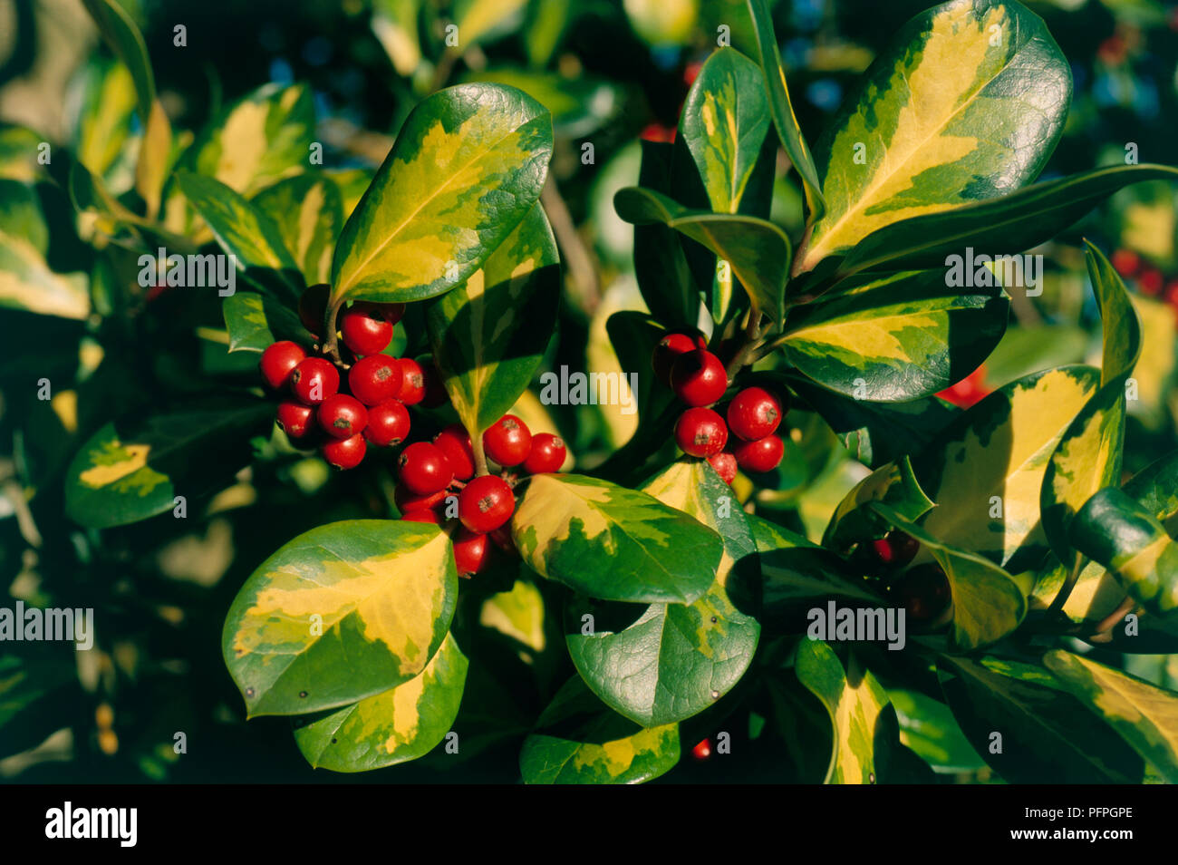 Ilex x altaclerensis 'Lawsoniana' (Lawson's holly), red berries and ...